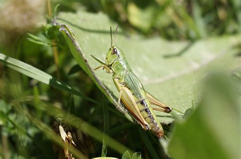 1366x768 Wallpaper Green Grasshopper Peakpx