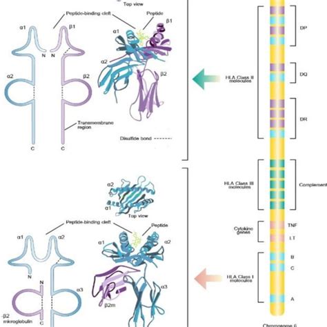 Human Leukocyte Antigen HLA Is Located On Chromosome 6 And Structure Download Scientific