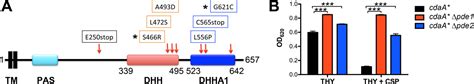 Cyclic Di Amp Affects Cell Membrane Integrity Of Streptococcus