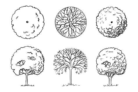 Mobhand Drawn Sketch Of Trees Landscaping Three Deciduous Garden Woody Plants Front View And Top