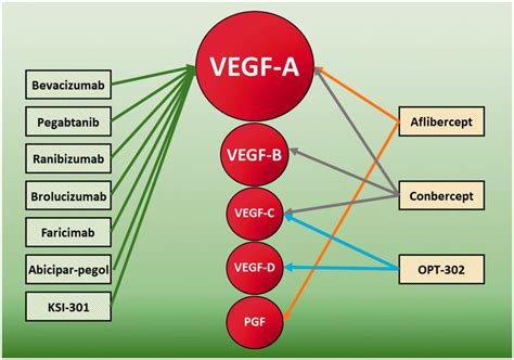 Main Anti Vegf Molecules And Respective Vegf Isoforms Targets Download Scientific Diagram