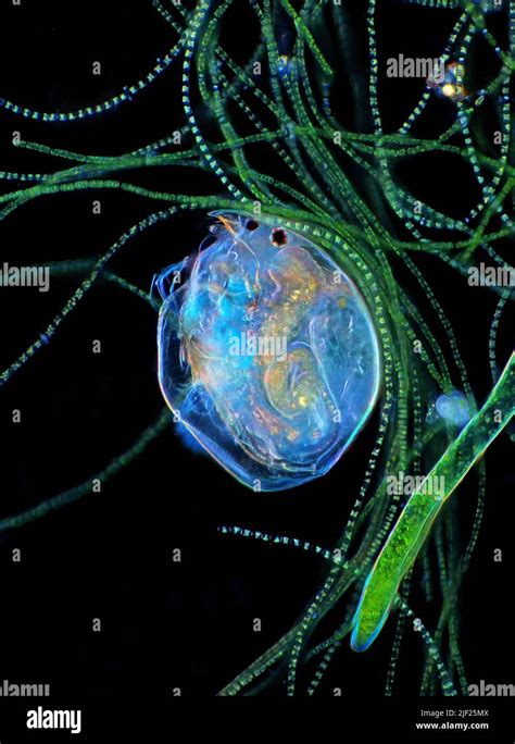 Polarized Dark Field Light Micrograph Of Hydorus Sp Among Filamentous Algae Magnification