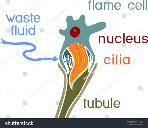 Flatworm Flame Cell Structure Element Excretory 库存矢量图（免版税）1923146822 Shutterstock