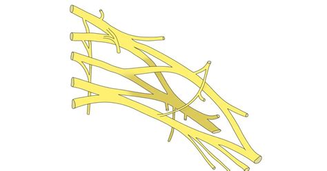 Brachial Plexus Blocks Quiz By Primaryanatomy