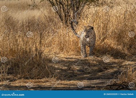 Leopard Grassland Namibia Stock Image Image Of Animal 260333339