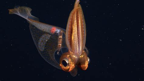 Glass Squid • Mbari