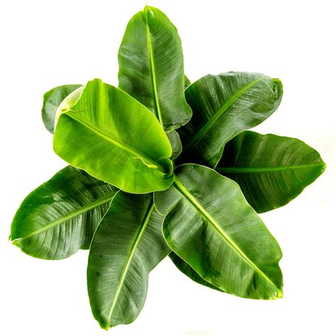 Pin Su Indoor Plants
