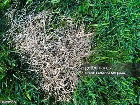 Dry Patch Of Grass Photos And Premium High Res Pictures Getty Images