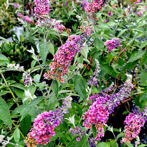 Butterfly Bush Etsy