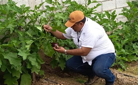 El Loroco Es Una Planta Muy Apreciada Ministerio De Agricultura