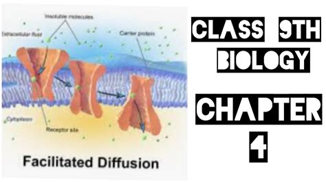 Facilitated Diffusion Class 9th Biology Chapter 4 Youtube