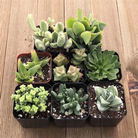 Gorgeous Green Succulent Collection Beginners Pack For Sale Online