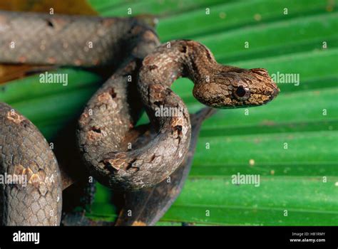 Mock Viper Psammodynastes Pulverulentus Portrait In The Rainforest Of