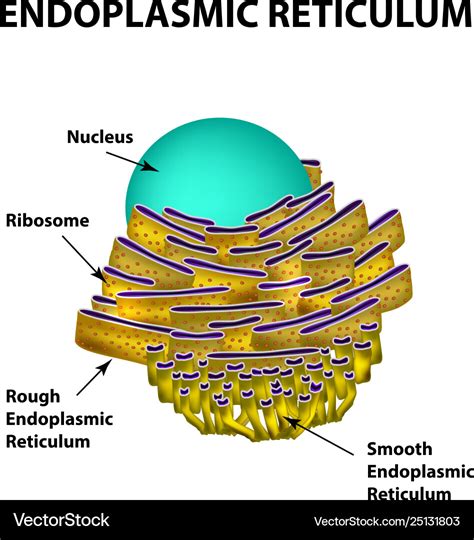 Endoplasmic Reticulum Diagram