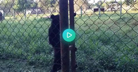 Mystery Of The Sasquatch Solved  On Imgur