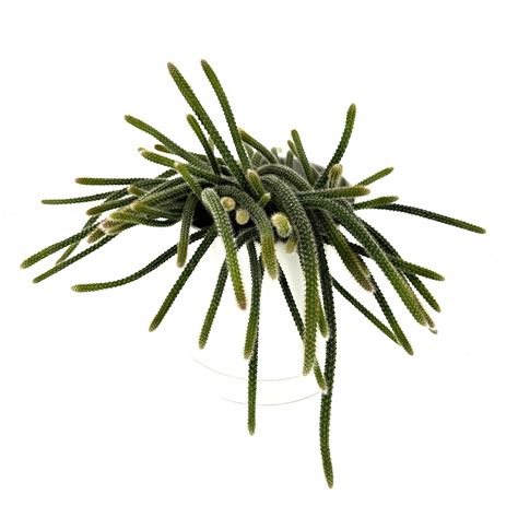 Romey Pot And Saucer Bone Sarahcotta Plants Exotic Uncommon And Quirky Plants