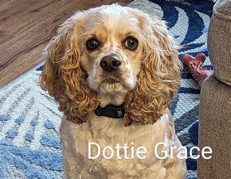 Dottie Grace Columbus Cocker Rescue