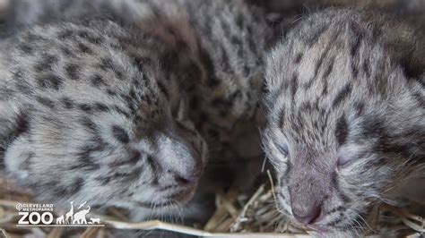 Snow Leopard Babies