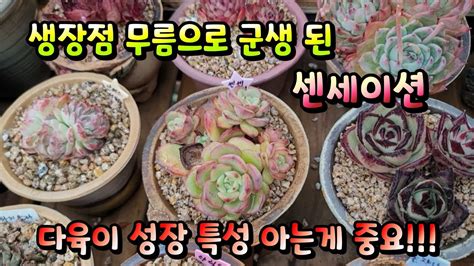 다육이의 성장 특성을 아는게 중요해요~생장점 무름에 군생이 된 센세이션 다육이 다육식물 다육이키우기 Youtube