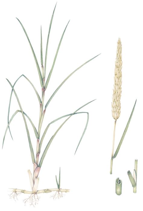 Halophytes Salt Tolerant Plants Lizzie Harper