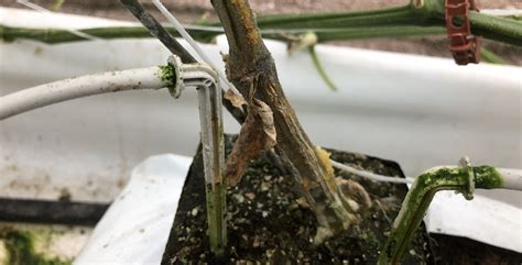 Pythium And Didymella Causing You Issues Grower2grower