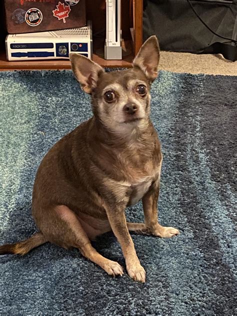 Princess Potato 👑🥔 Scrolller