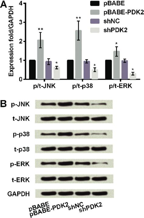 PDK Upregulation Of JNK MAPK ERK Signaling Pathway In Mesenchymal Stem Download Scientific