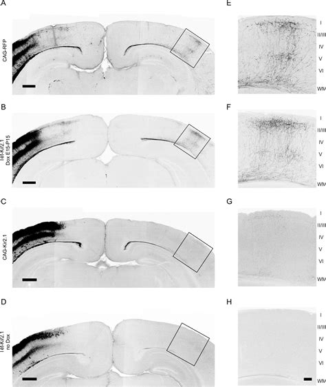 Figures And Data In Developmental Stage Specific Spontaneous Activity