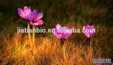 Crocus Sativus Extract Saffron Extract Crocus Extract China Jt Price