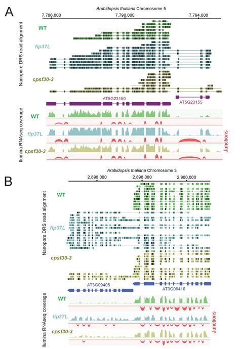 Figures And Data In A Plant Like Mechanism Coupling M A Reading To Polyadenylation Safeguards