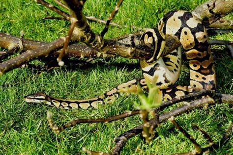 Ball Python Lifespan And How To Promote Longevity Prepare To Be Shocked