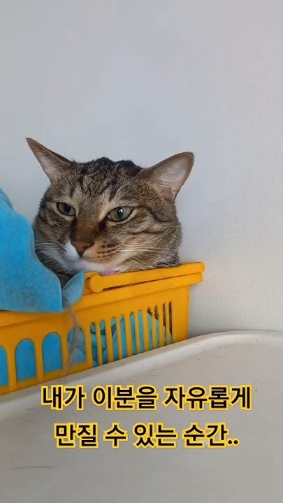 만지는 걸 허락한다냥 Youtube