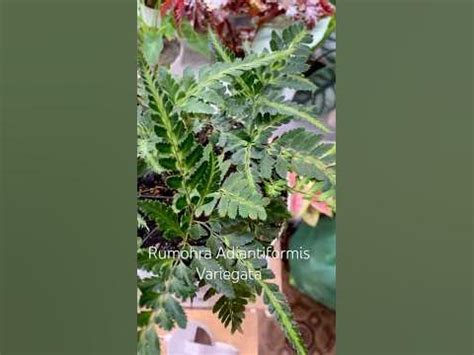 Папоротник Румора вариегатная (Rumohra Adiantiformis Variegata) #plants ...