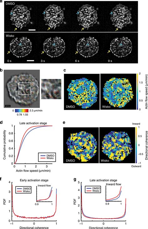 Effect Of Actin Regulators On Actin Dynamics In Activated B Cells A