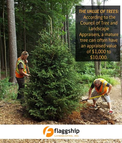 Increase Property Value With Trees