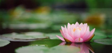 معنى زهرة اللوتس سطور