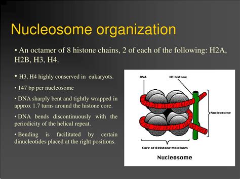Ppt A Genomic Code For Nucleosome Positioning Powerpoint Presentation