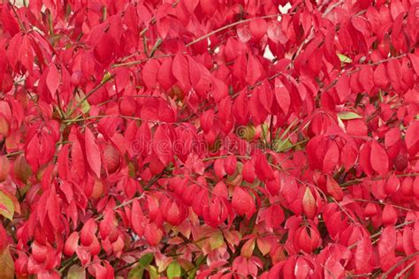 Fire Red Autumn Leaves Stock Image Image Of Outdoor