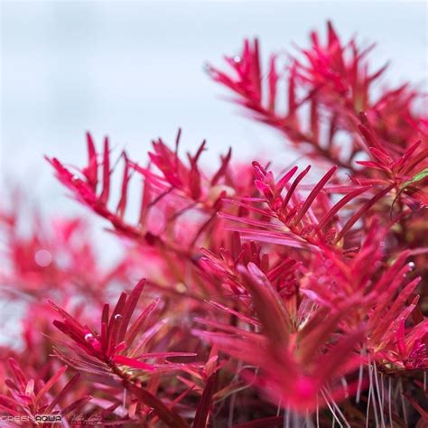 Rotala Colorata