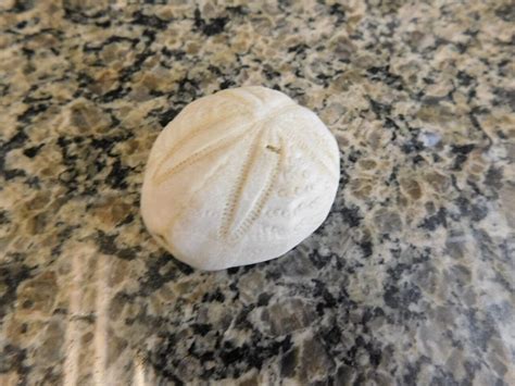 Fossil Sea Urchin Calcified Fossils And Artifacts For Sale Paleo Enterprises