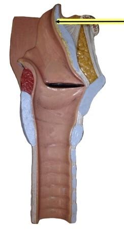 Lab Flashcards Quizlet