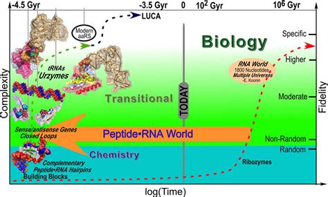 Casting Doubt On The Rna World Hypothesis♦ Journal Of Biological