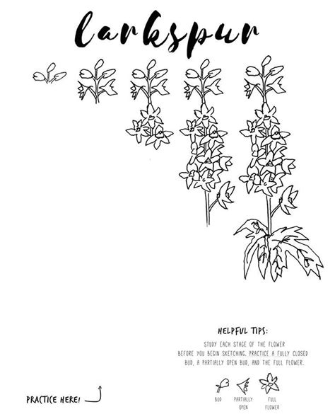 Larkspur Flower Drawing Simple Artofit