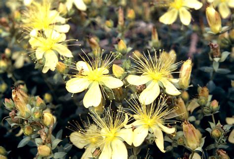 Hypericum Olympicum L