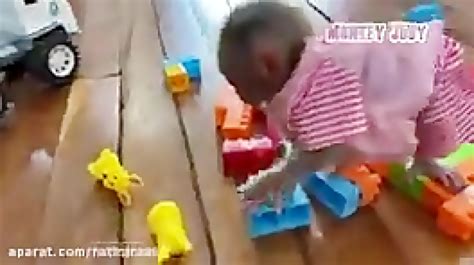 بازی کردن بچه میمون