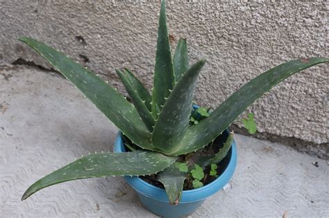 Aloe Vera Plante Verte La Photo Gratuite Sur Pixabay Pixabay