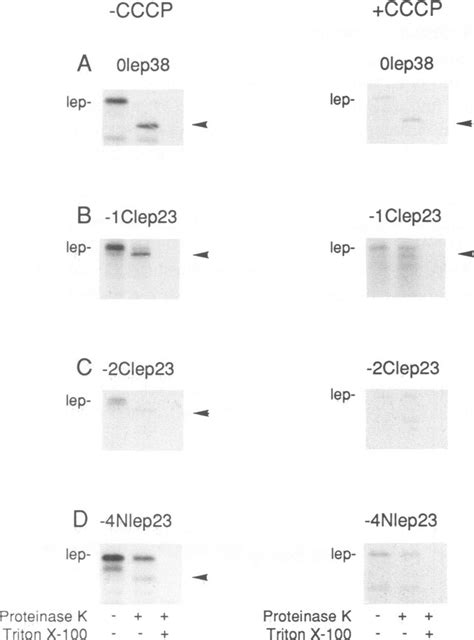 The Role Of The Potential In Translocation Of The N Terminal Tail