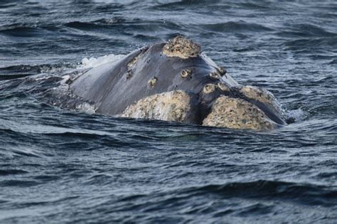 Extreme E Partners With The Organisation For Cetacean Conservation For Uruguay Legacy Programme