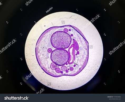 Round Worm Cross Section Images Stock Photos Vectors Shutterstock