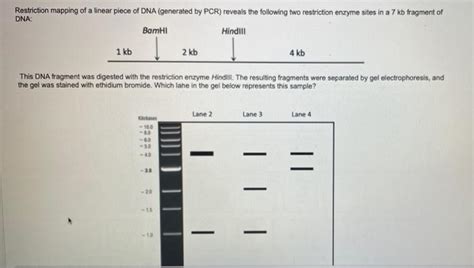 solved restriction mapping of a linear piece of dna